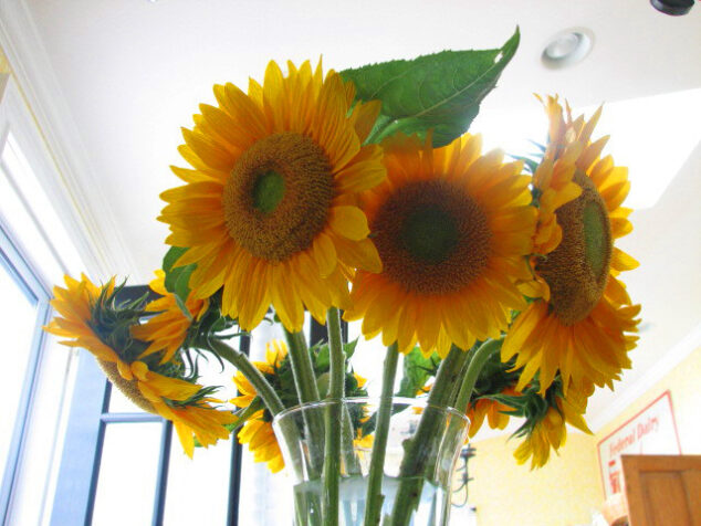 Wordless Wednesday: Sunflowers - Stylish Life for Moms
