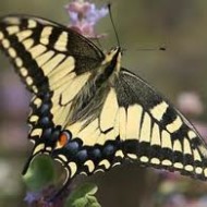 JUNE BUGS: The Oregon Swallowtail Butterfly on Day 166 of 365 Days of ...
