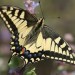JUNE BUGS: The Oregon Swallowtail Butterfly on Day 166 of 365 Days of ...