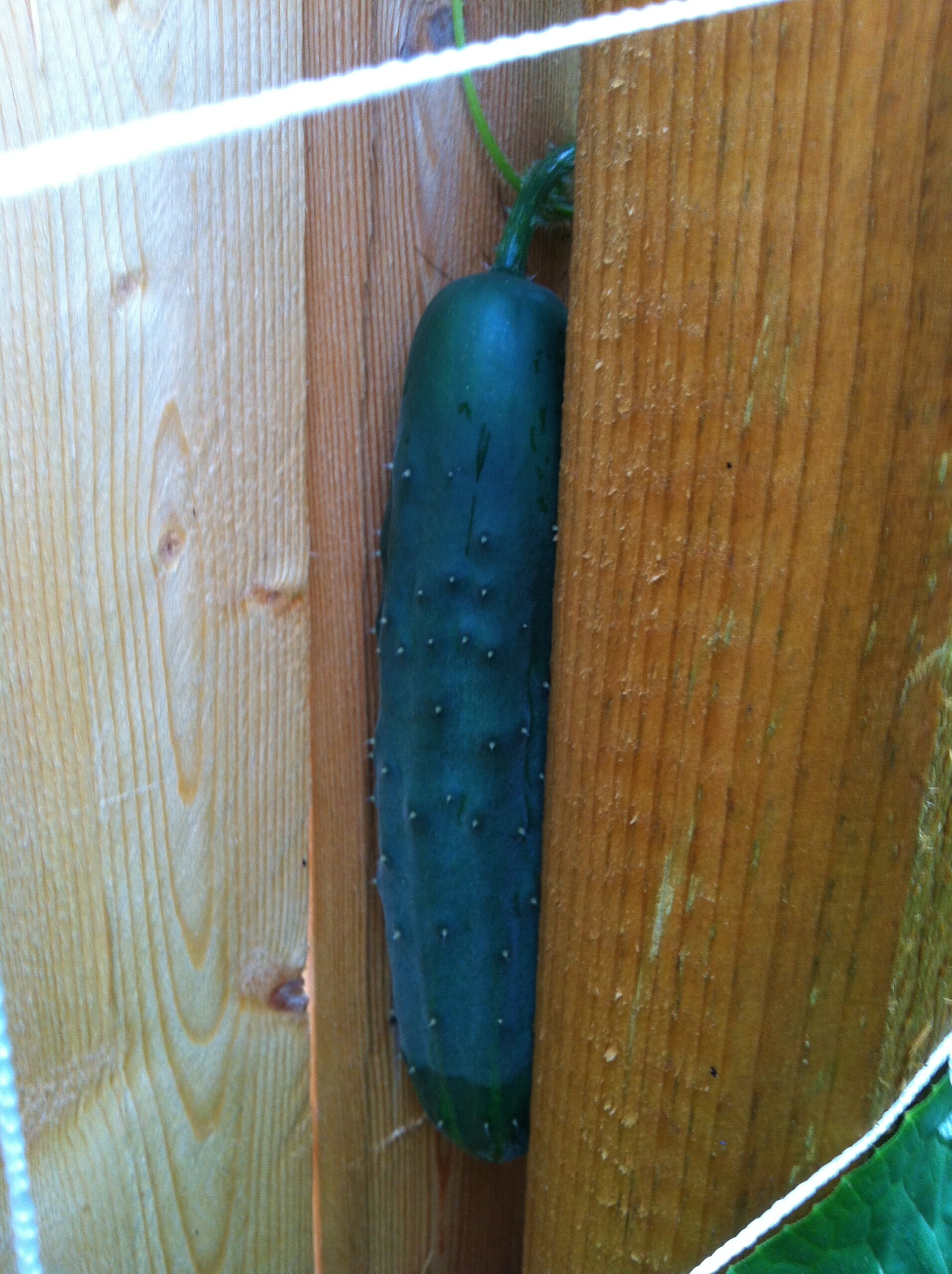 How do I Make Pickles? - Stylish Life for Moms