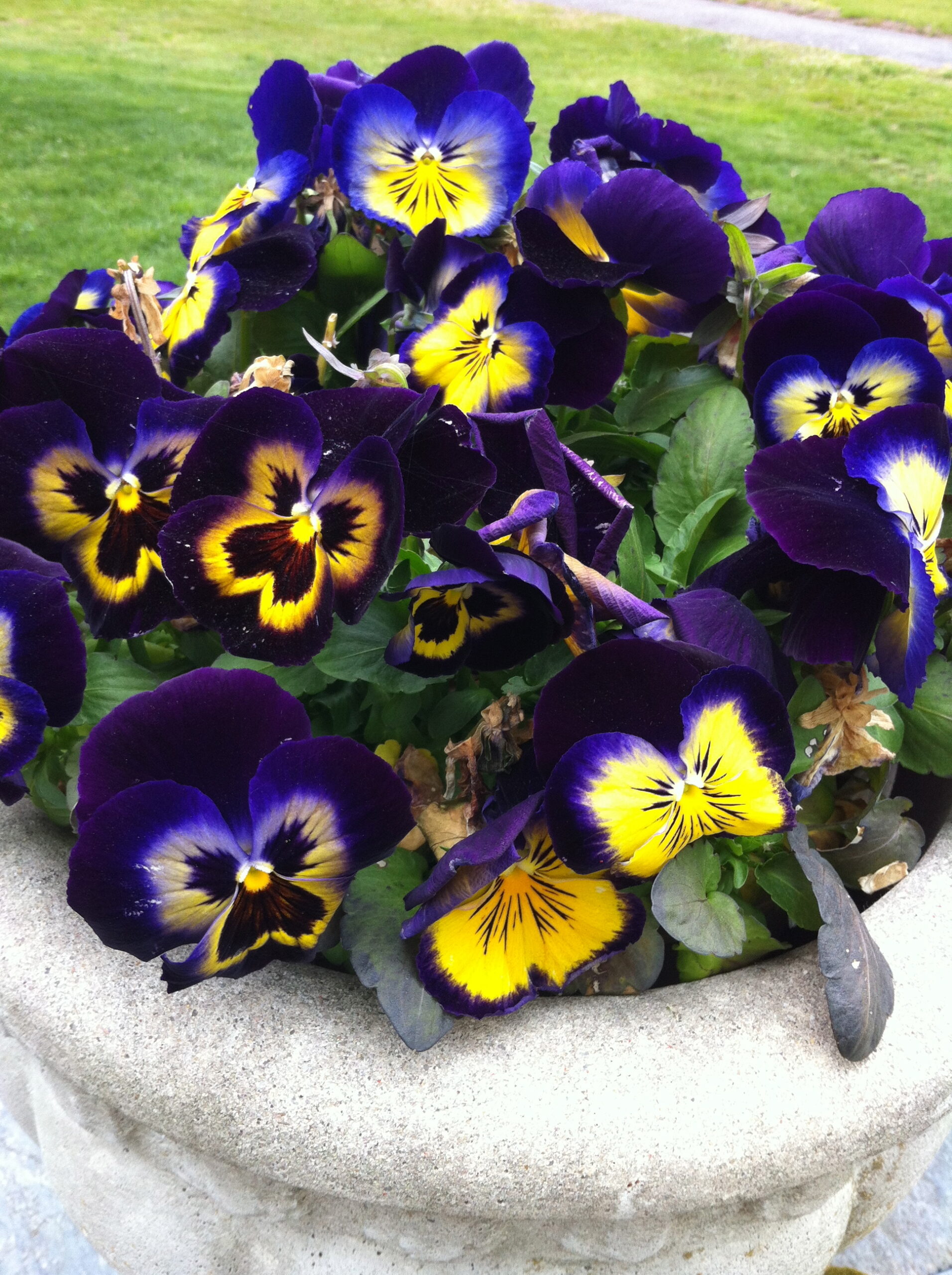 31 Days. 31 Flowers. Teaching kids about the Pansy! - Stylish Life for Moms