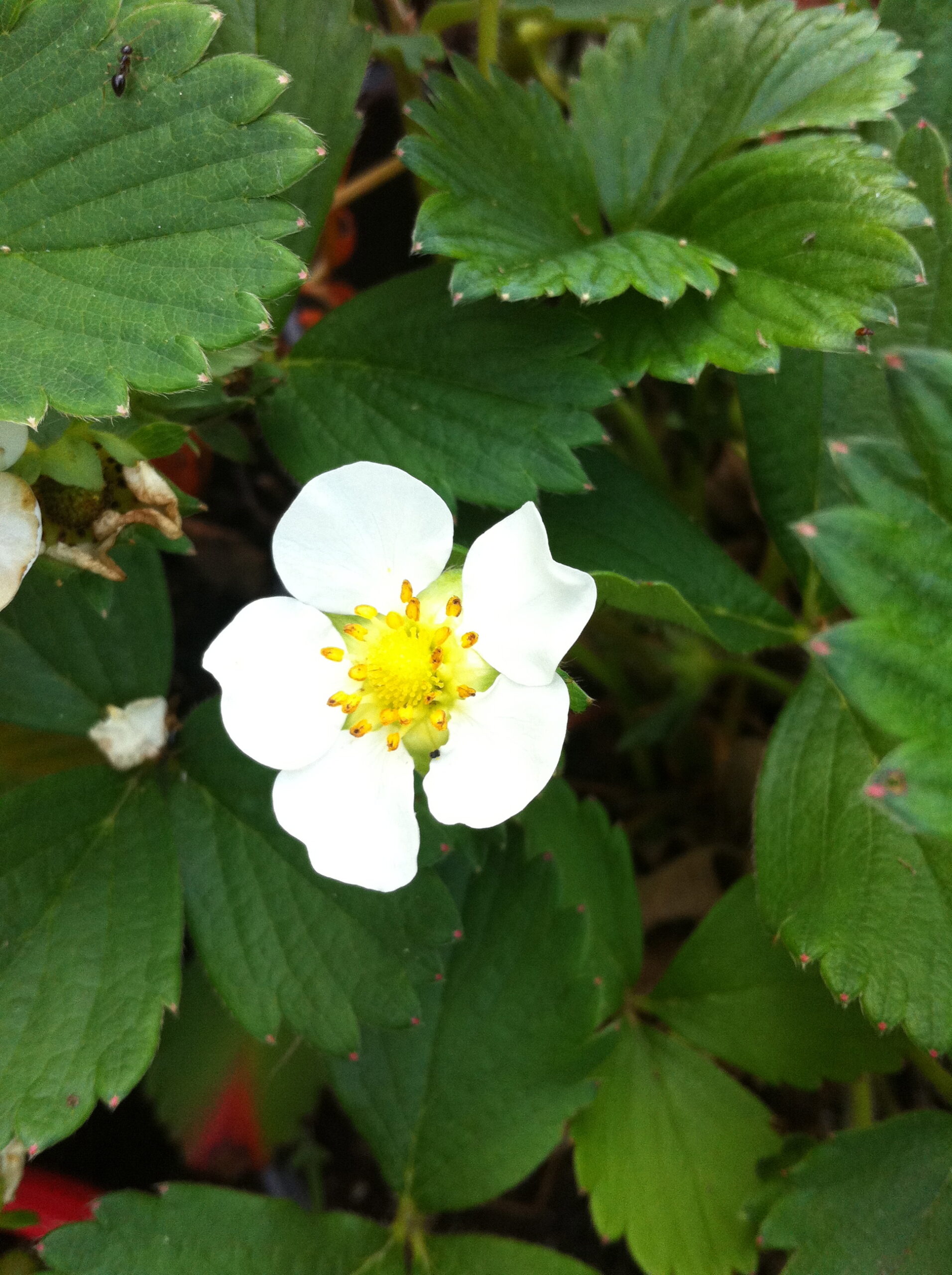 31 Days. 31 Flowers. Teaching kids about the Strawberry Blossom ...
