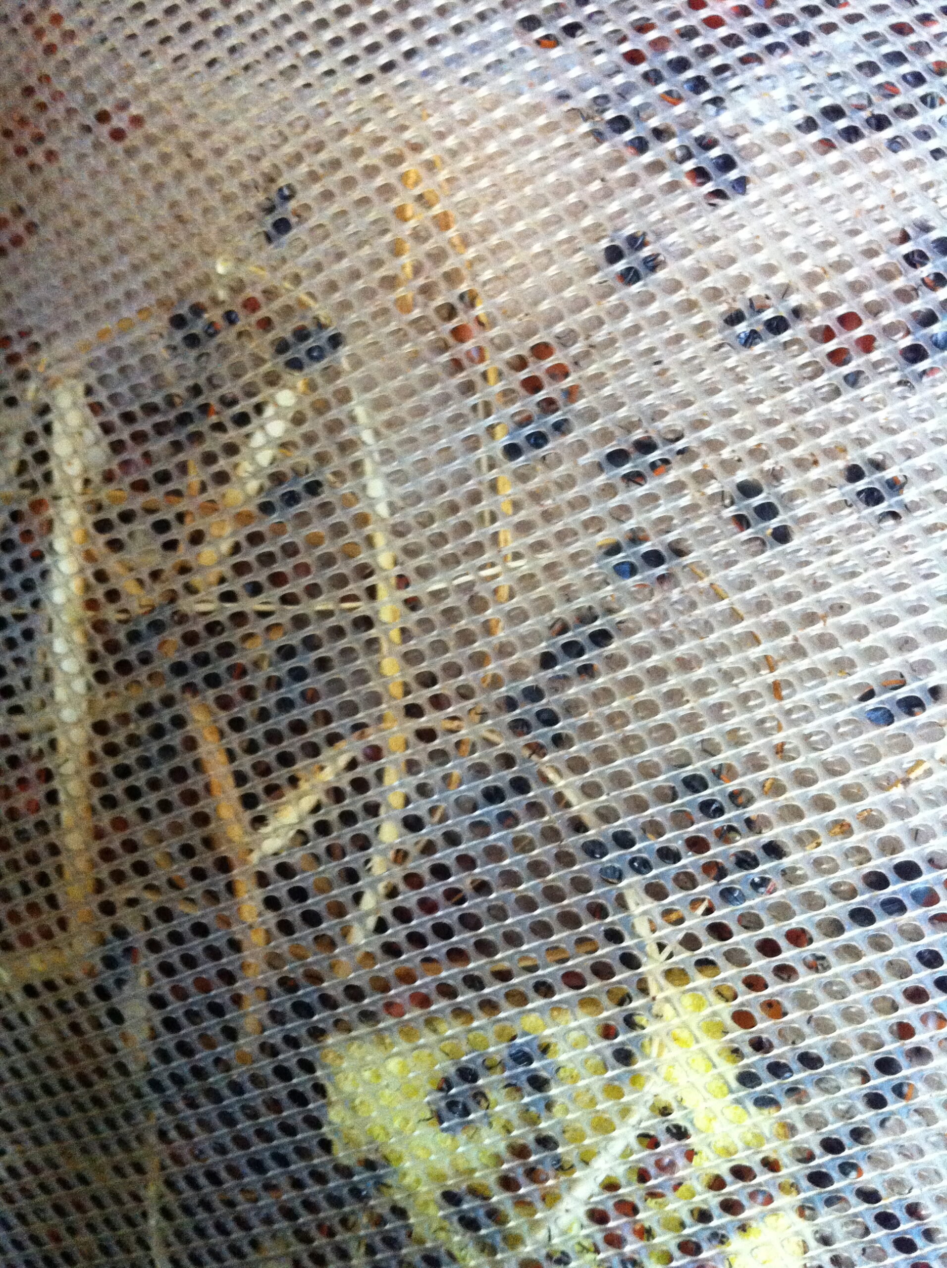 30 Days. 30 Bugs. Teaching kids all the YIKES about the Lady Bug ...