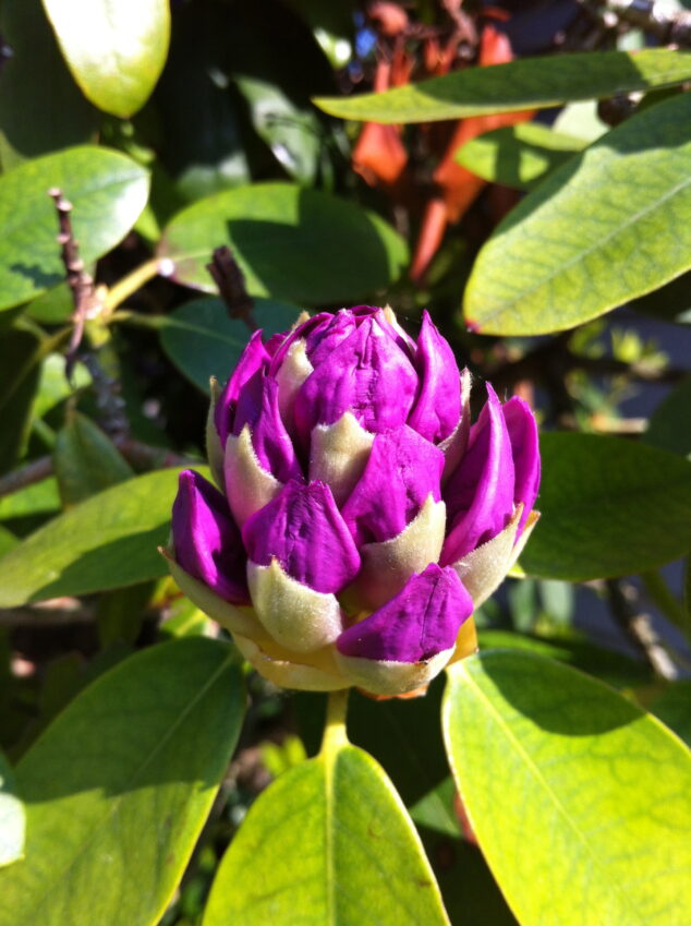 Teaching kids about Rhododendrons ~ and maybe your State Flower, too ...