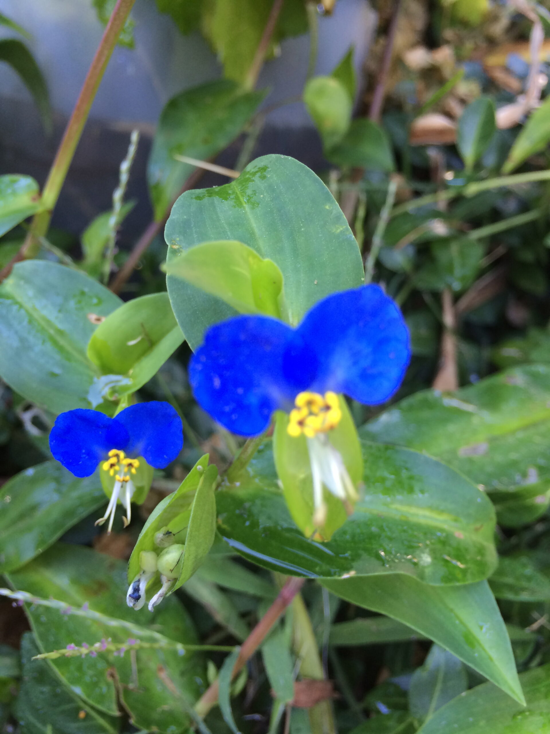 The Blue Asiatic Dayflower. It's all in the way you look at it ...
