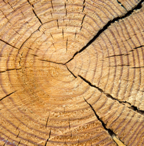 How to Remove a Splinter - Stylish Life for Moms