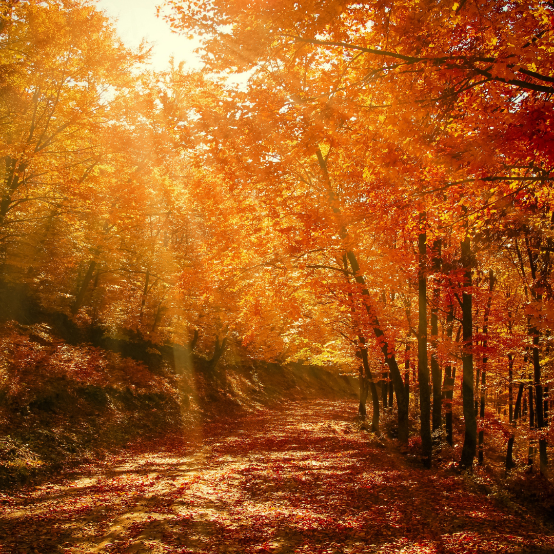October Activities To Do with your Family - Stylish Life for Moms