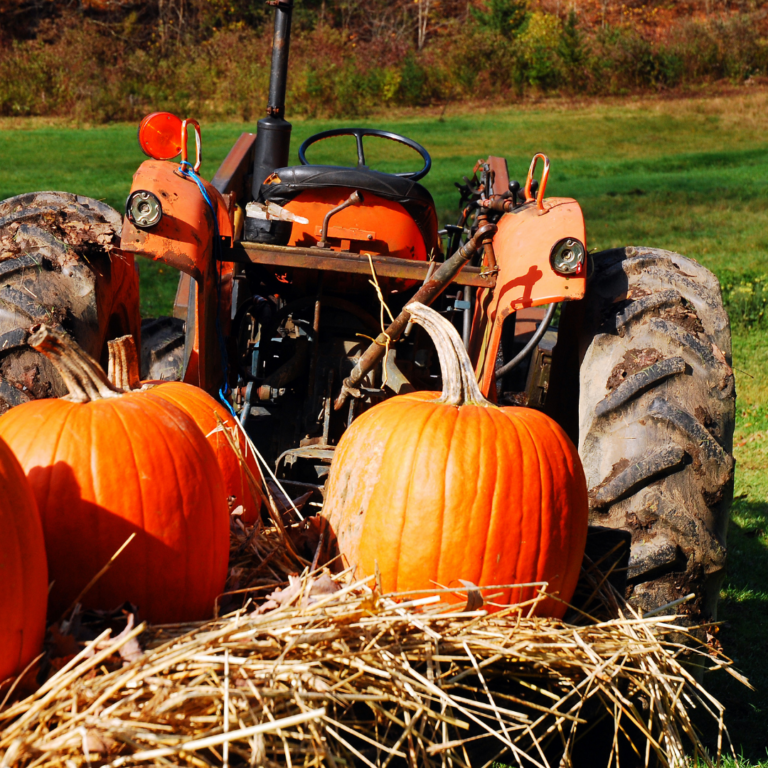 Fun Things To Do in November with your Family - Stylish Life for Moms