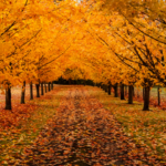 Fun Things To Do in November with your Family - Stylish Life for Moms